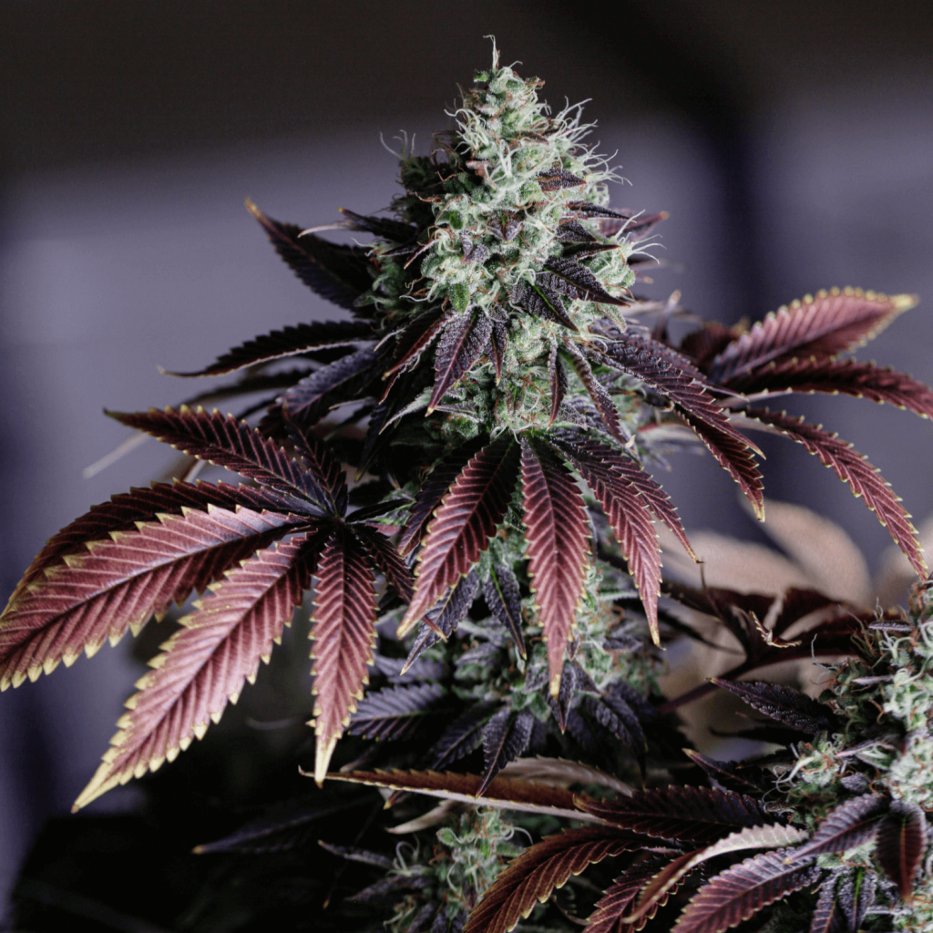 The Best Strains for Pain: Unlocking the Power of Marijuana for Pain Relief | Hyperwolf