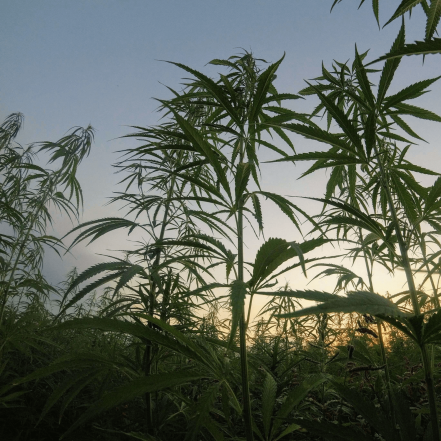 which state has the best weed: Top Quality and Availability