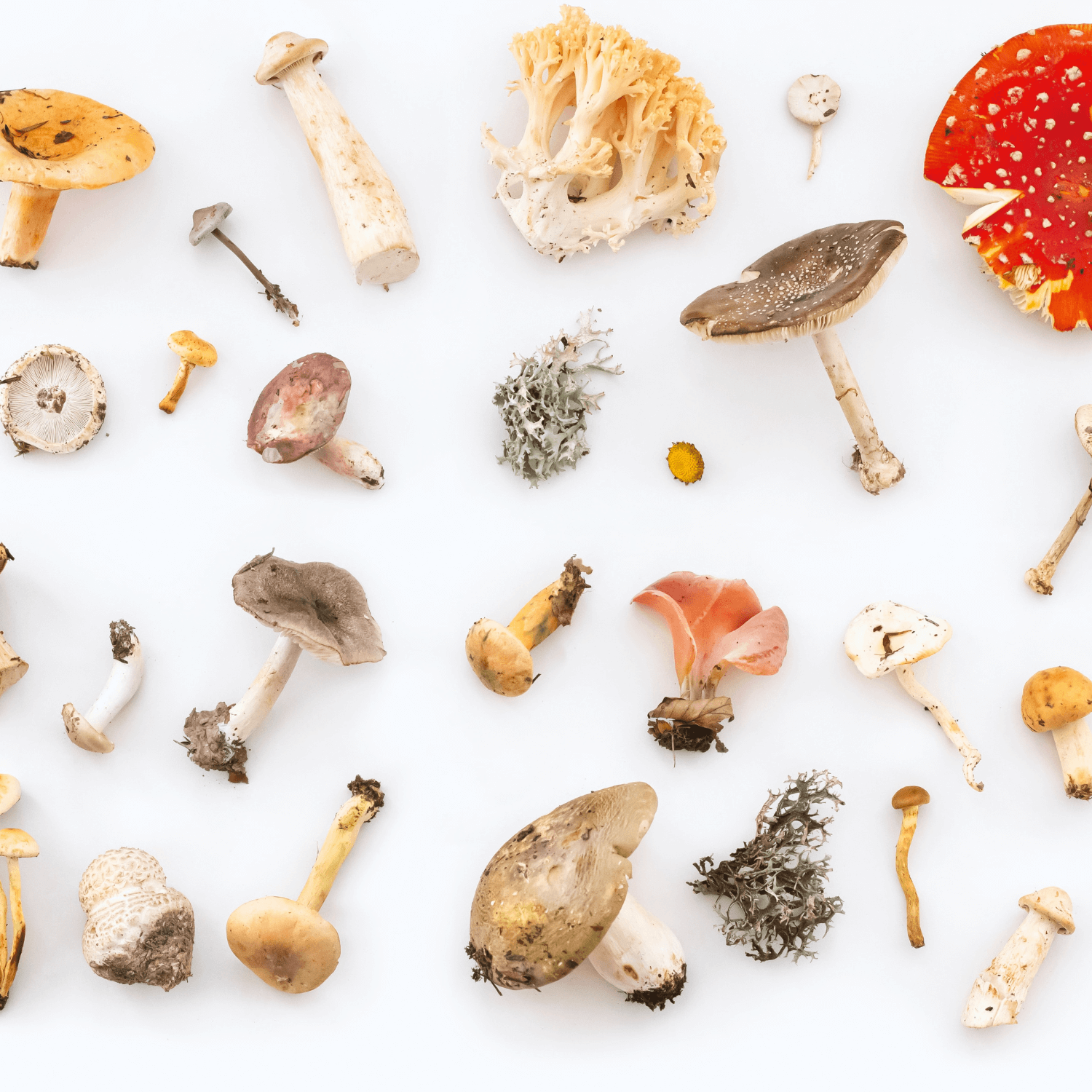 Can You Smoke Shrooms?: Myths and Risks