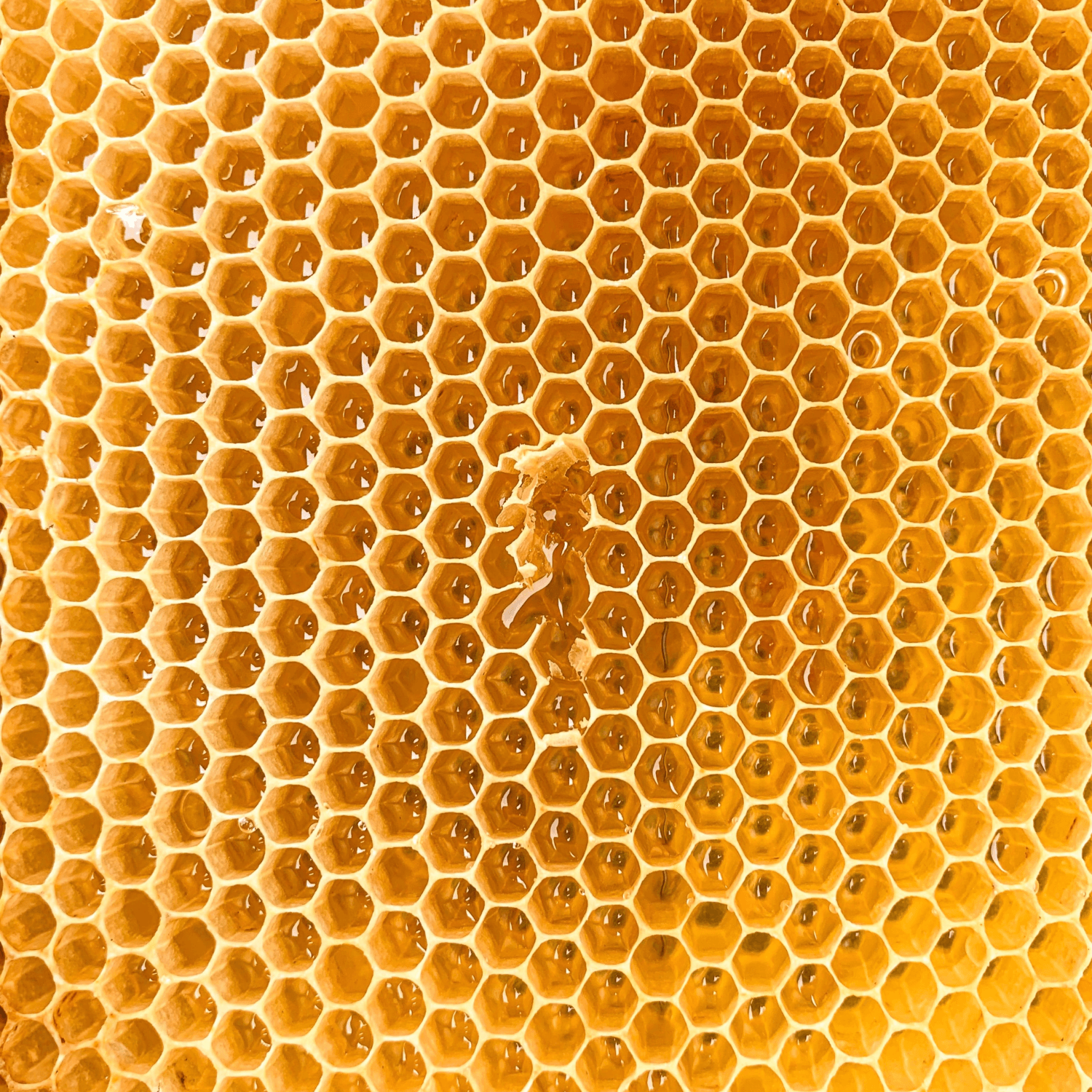 From Hive to High: Discovering THC Honey