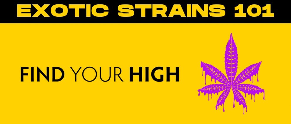 Exploring the World of Exotic Strains of Weed