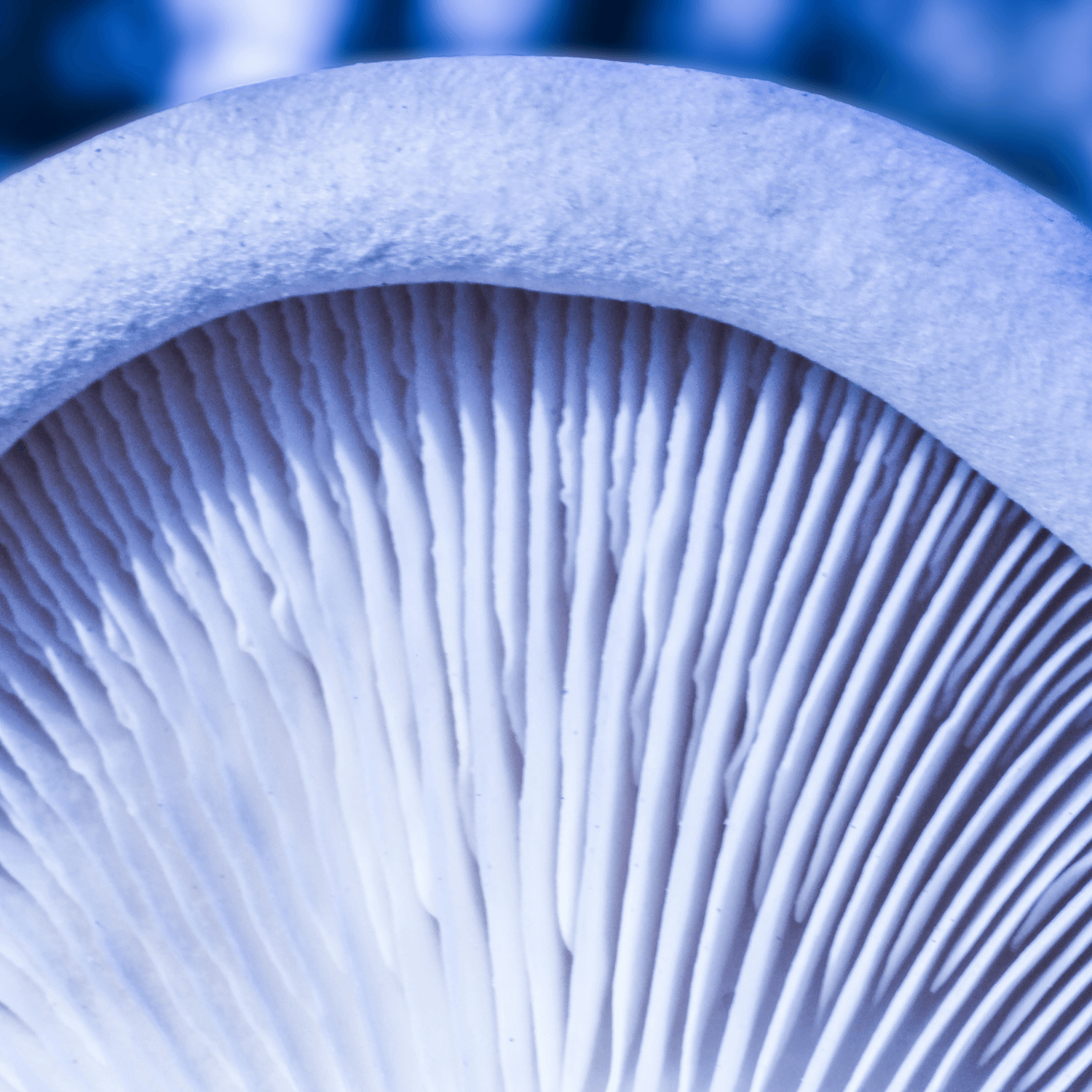 A Stoner's Guide on How to Make Shroom Tea