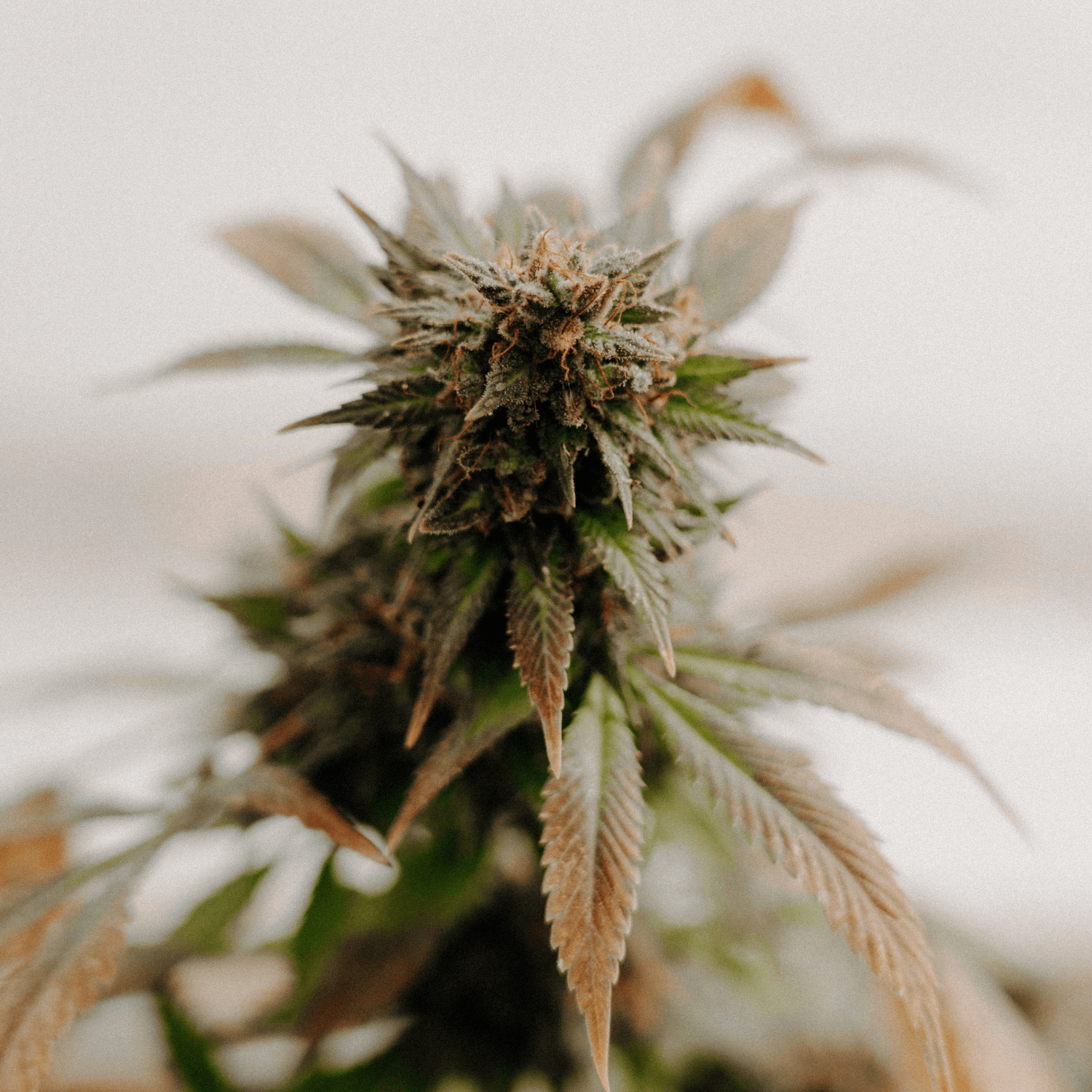 The THCa vs Delta 9 THC Debate