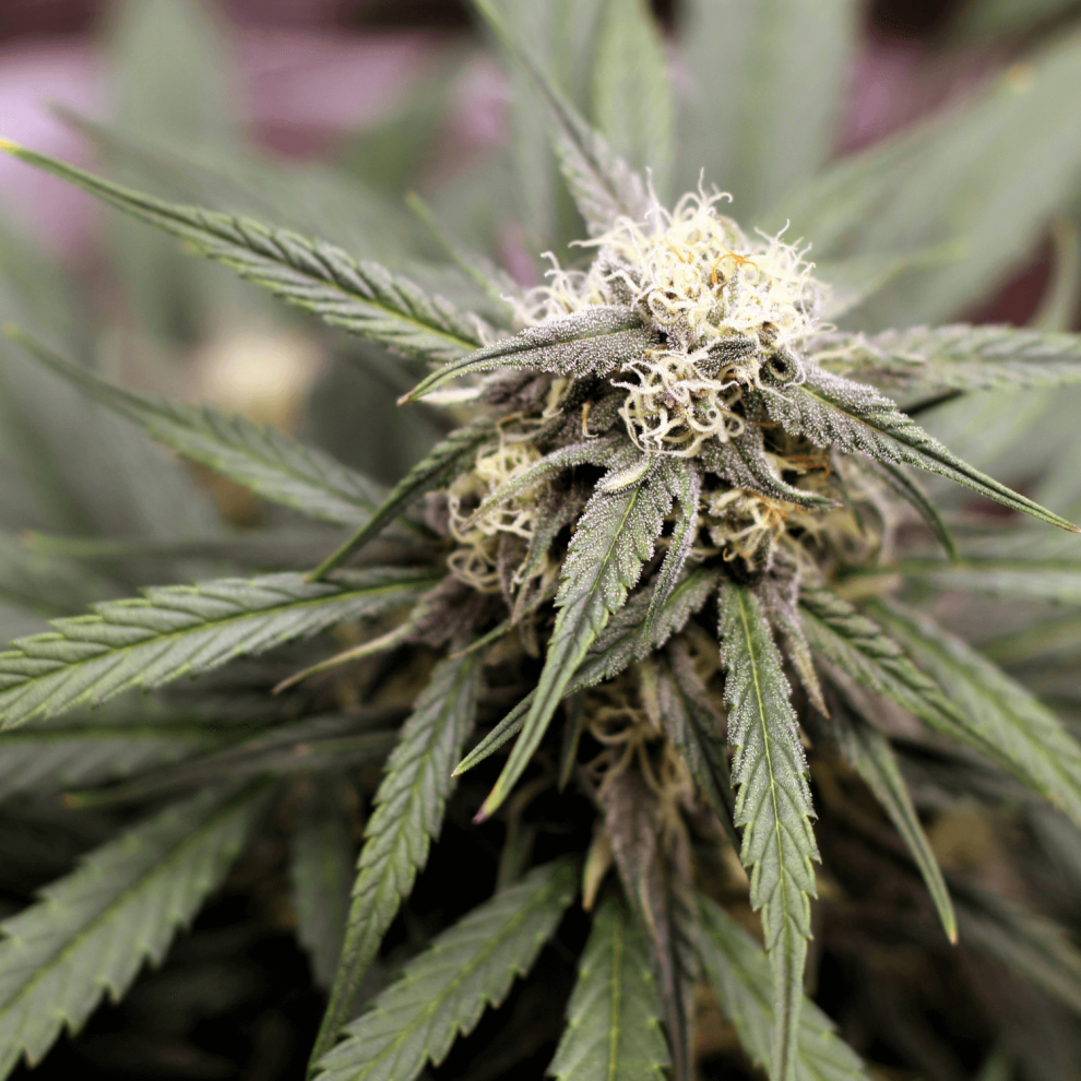 Exploring Purple Strains of Weed: Top Picks, Tips, and FAQs