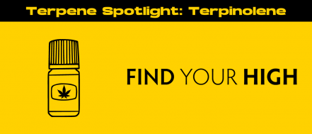 Exploring Terpinolene Effects in Cannabis: A Deep Dive