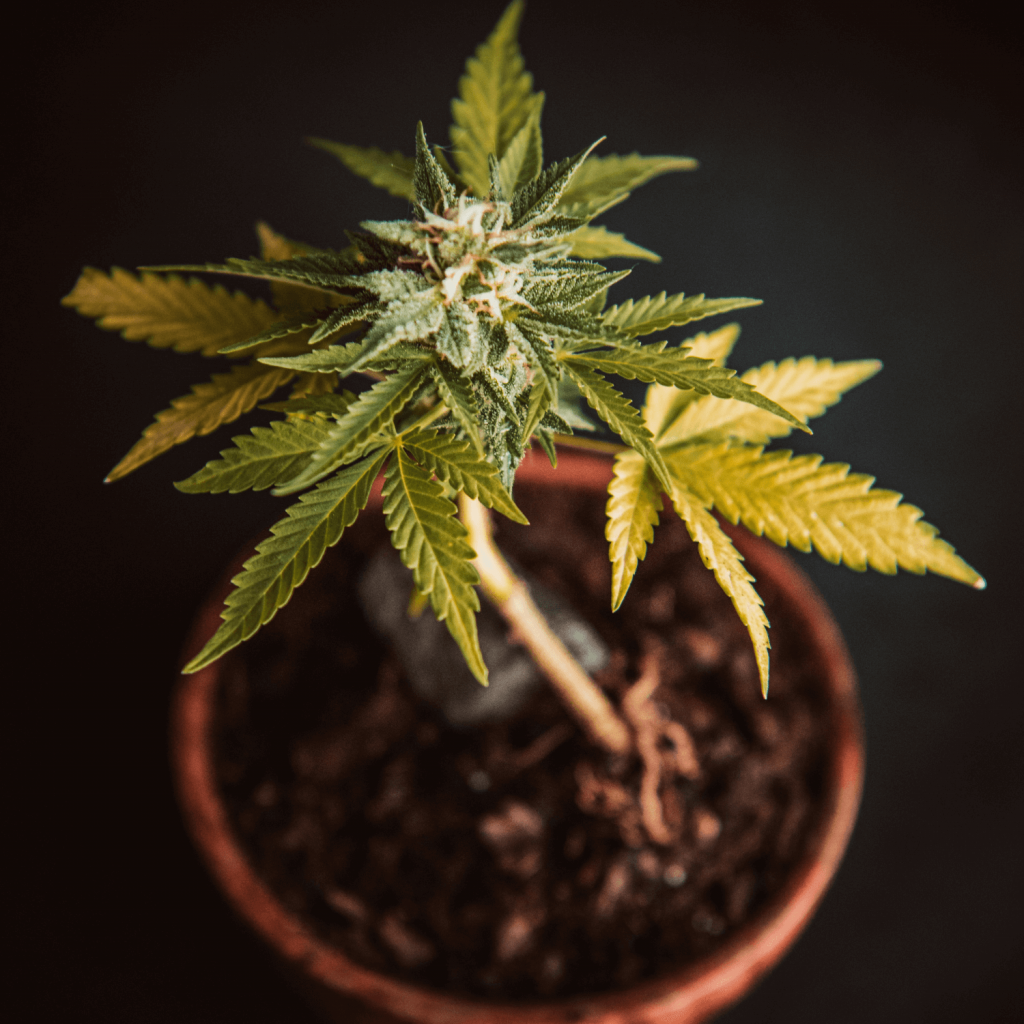5 Common Reasons for Cannabis Leaves Turning Yellow